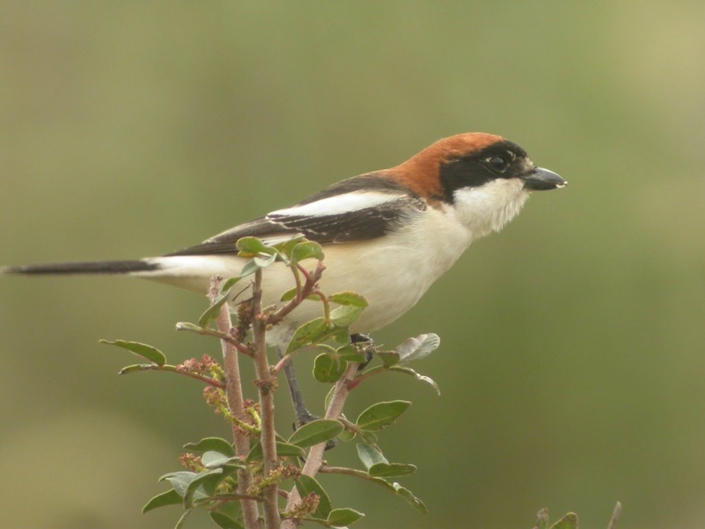Bird Watching Center - Jordan Valley Center