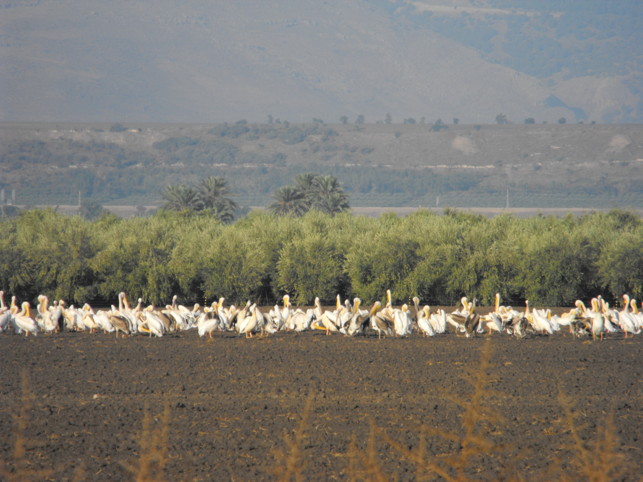 Bird Watching Center - Jordan Valley Center