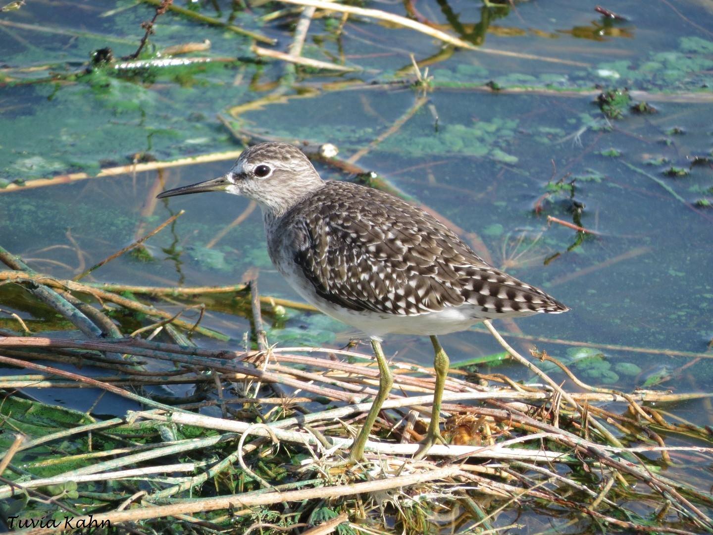 Bird Watching Center - Jordan Valley Center